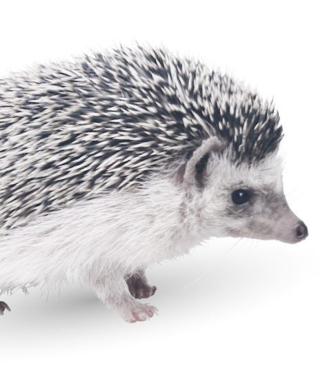 Hedgehog