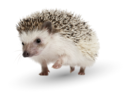 Hedgehog