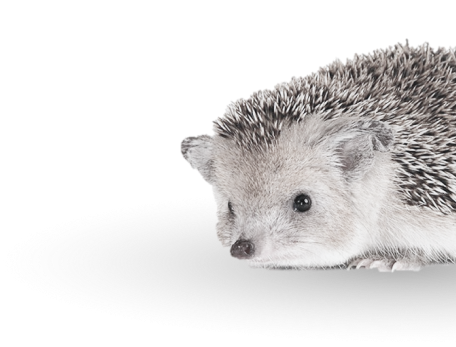 Hedgehog